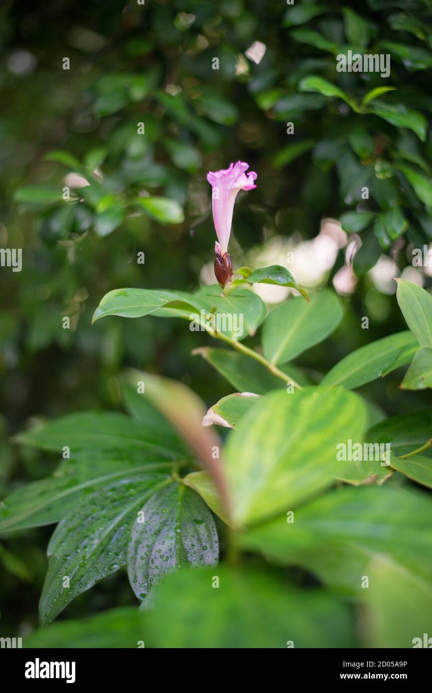 Catharanthus Roseus Cape Periwinkle Madagascar Periwinkle Pink Flower ...