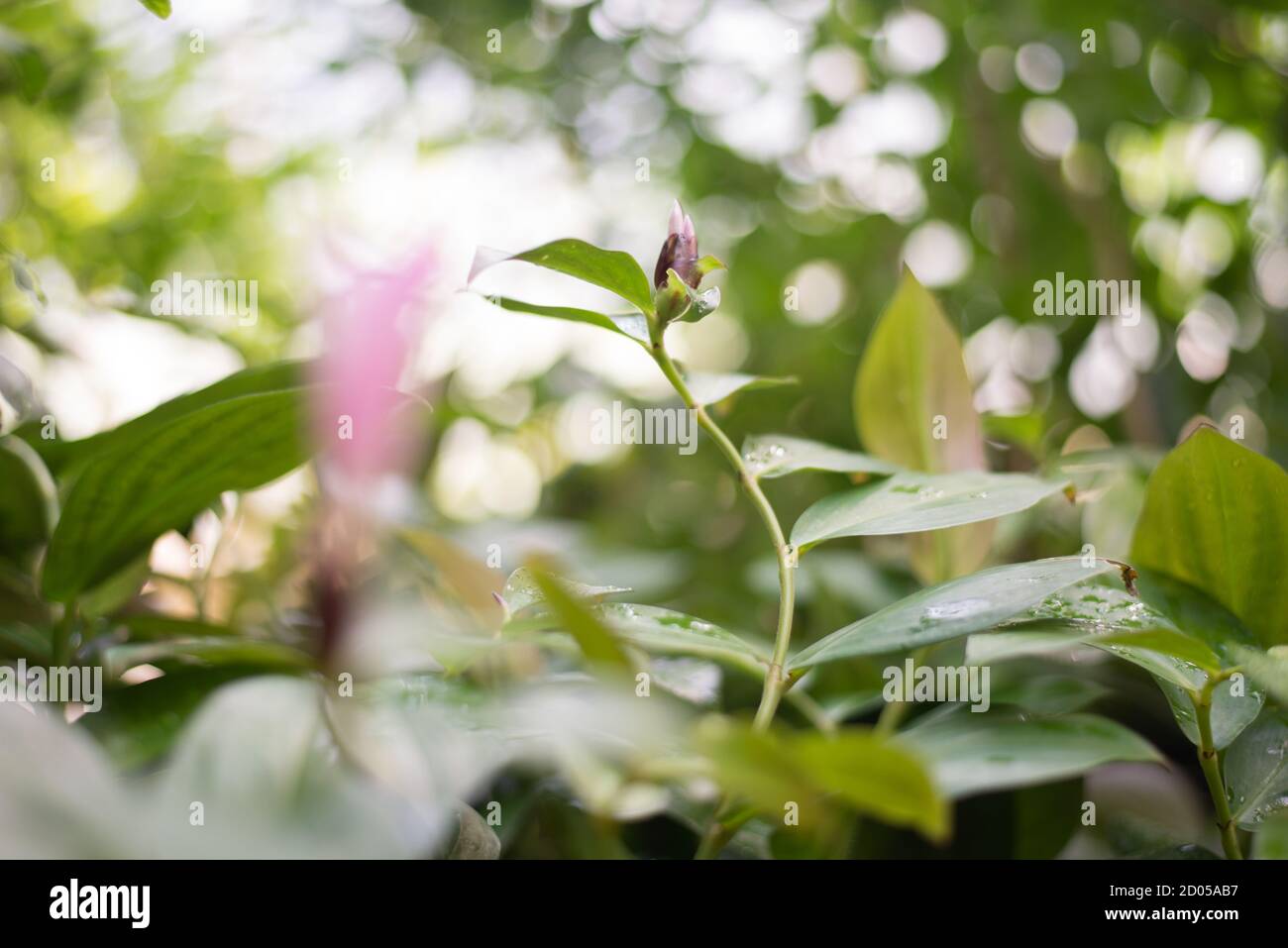 Catharanthus Roseus Cape Periwinkle Madagascar Periwinkle Pink Flower ...