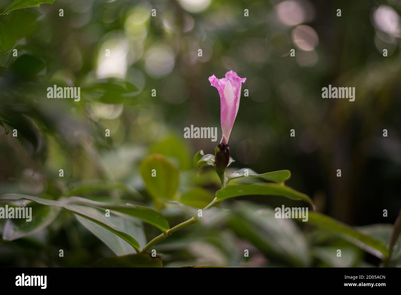 Catharanthus Roseus Cape Periwinkle Madagascar Periwinkle Pink Flower ...