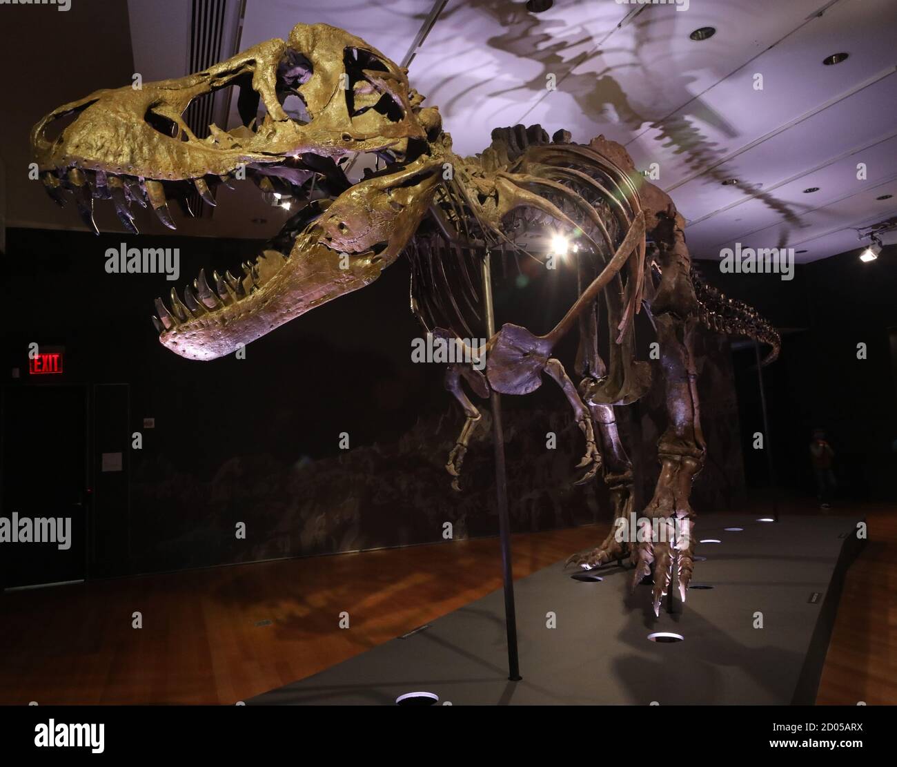 New York, New York, USA. 2nd Oct, 2020. A view of 'Stan the T.Rex' King ...