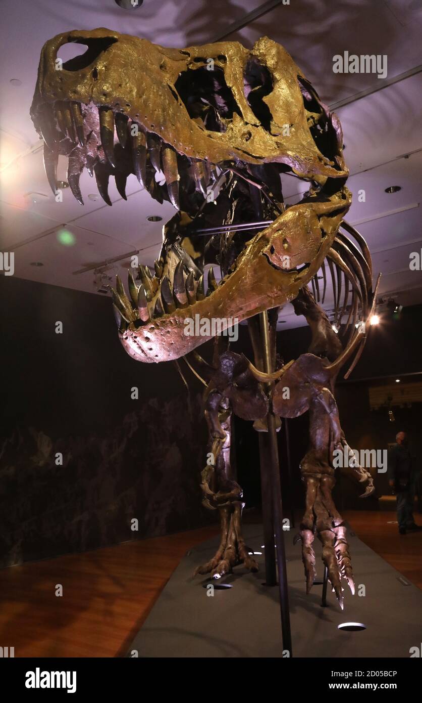 T rex skeleton stan hi-res stock photography and images - Alamy