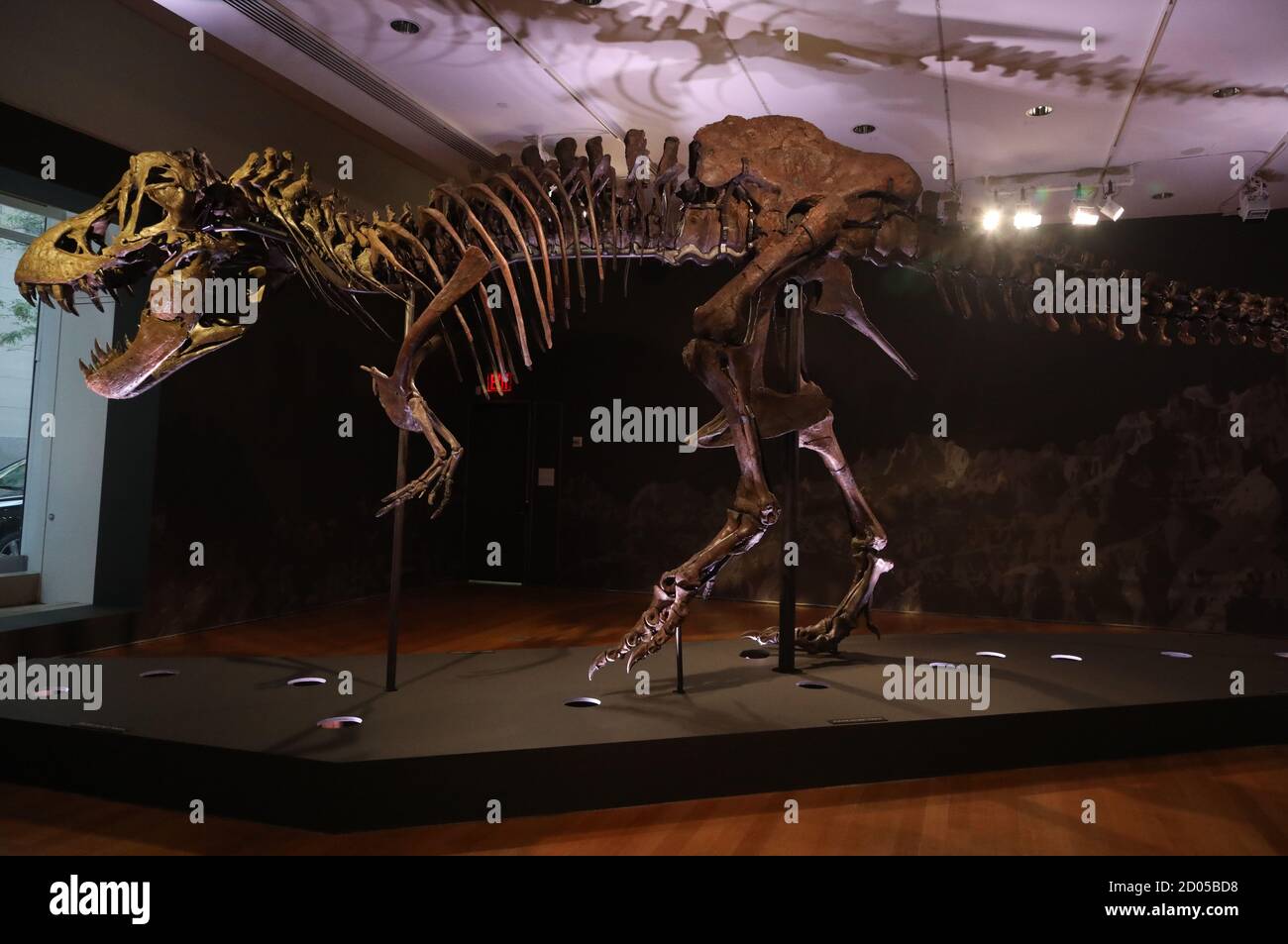 New York, New York, USA. 2nd Oct, 2020. A view of 'Stan the T.Rex' King ...