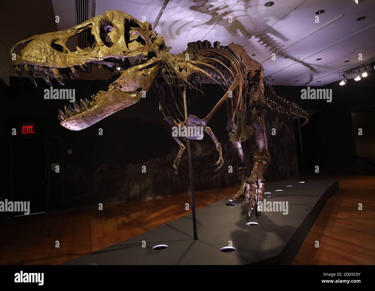 New York, New York, USA. 2nd Oct, 2020. A view of 'Stan the T.Rex' King ...