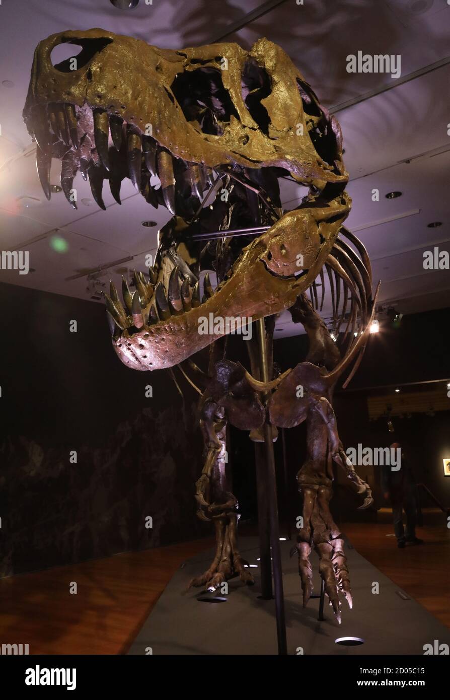 New York, New York, USA. 2nd Oct, 2020. A view of 'Stan the T.Rex' King ...