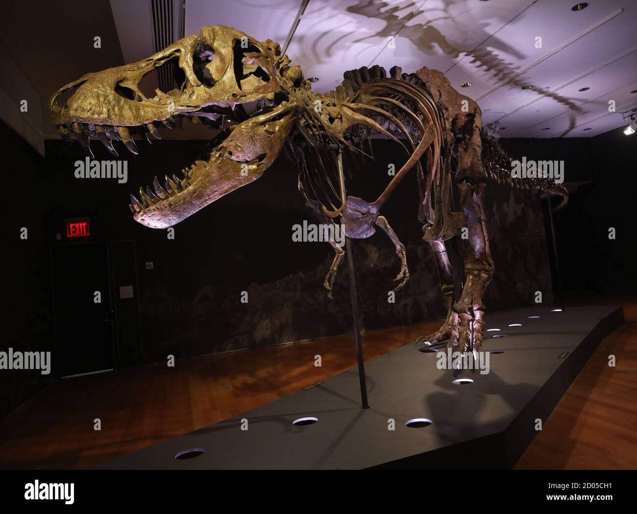 New York, New York, USA. 2nd Oct, 2020. A view of 'Stan the T.Rex' King ...