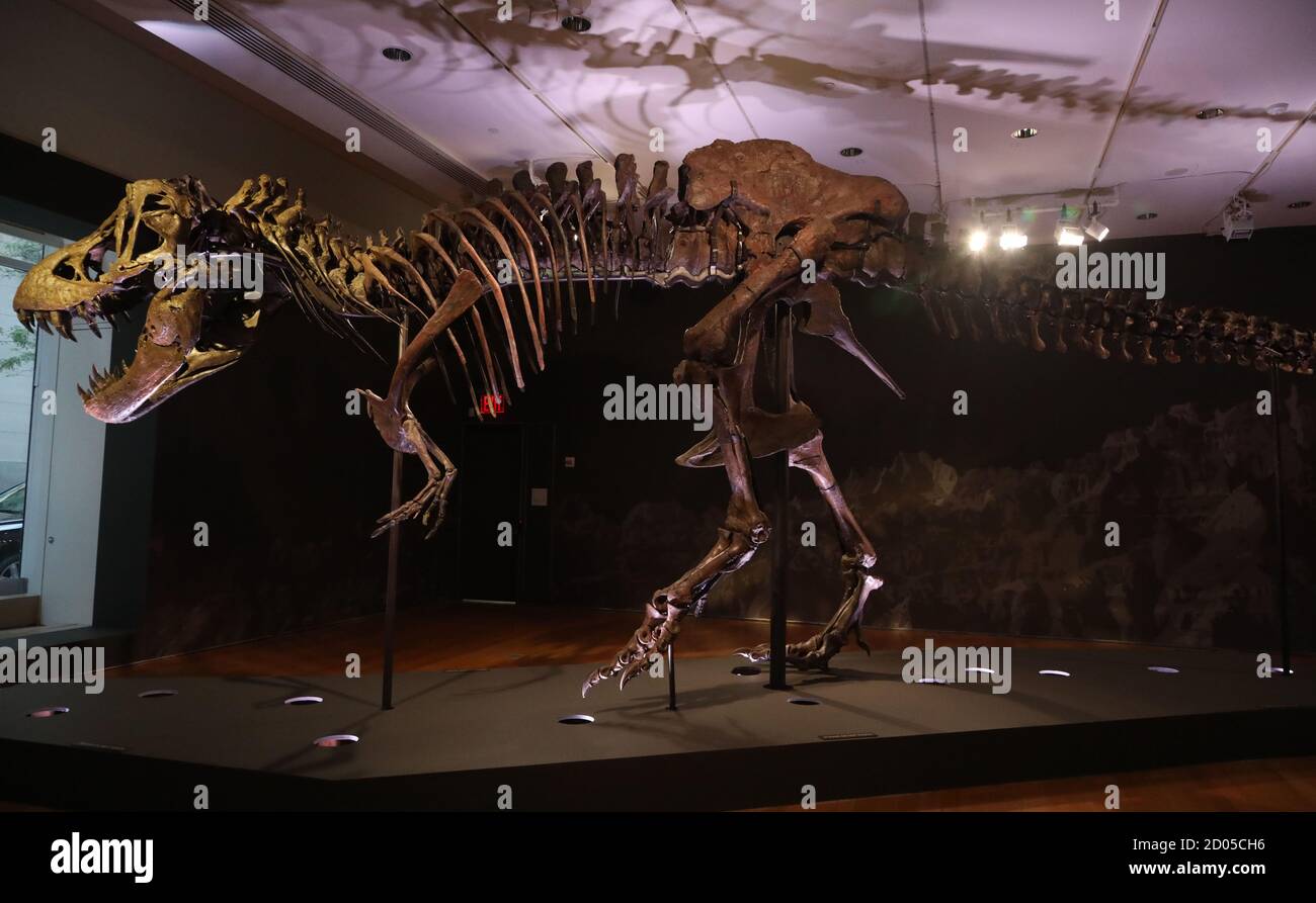 T rex skeleton stan hi-res stock photography and images - Alamy