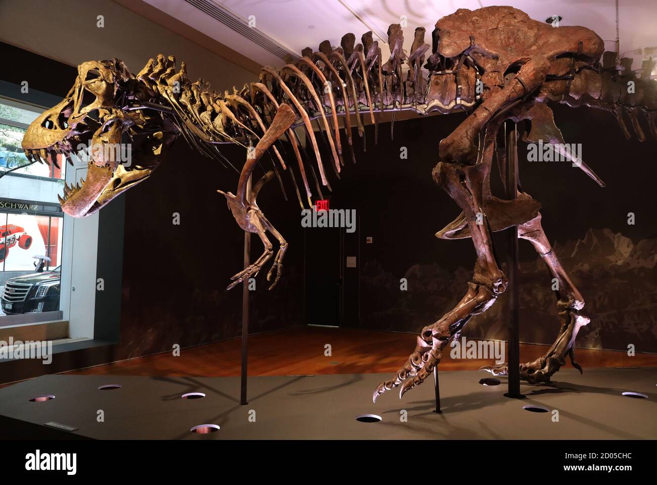 New York, New York, USA. 2nd Oct, 2020. A view of 'Stan the T.Rex' King ...