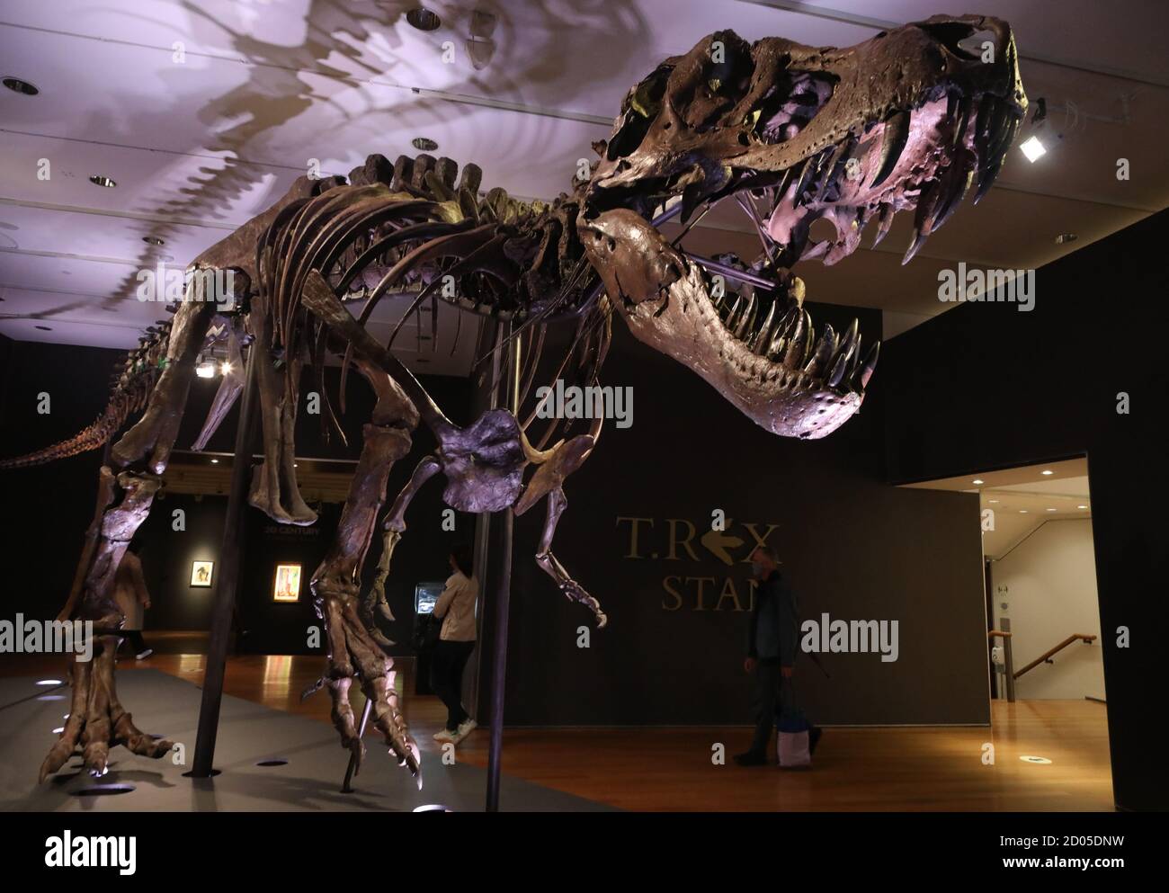 T rex skeleton stan hi-res stock photography and images - Alamy