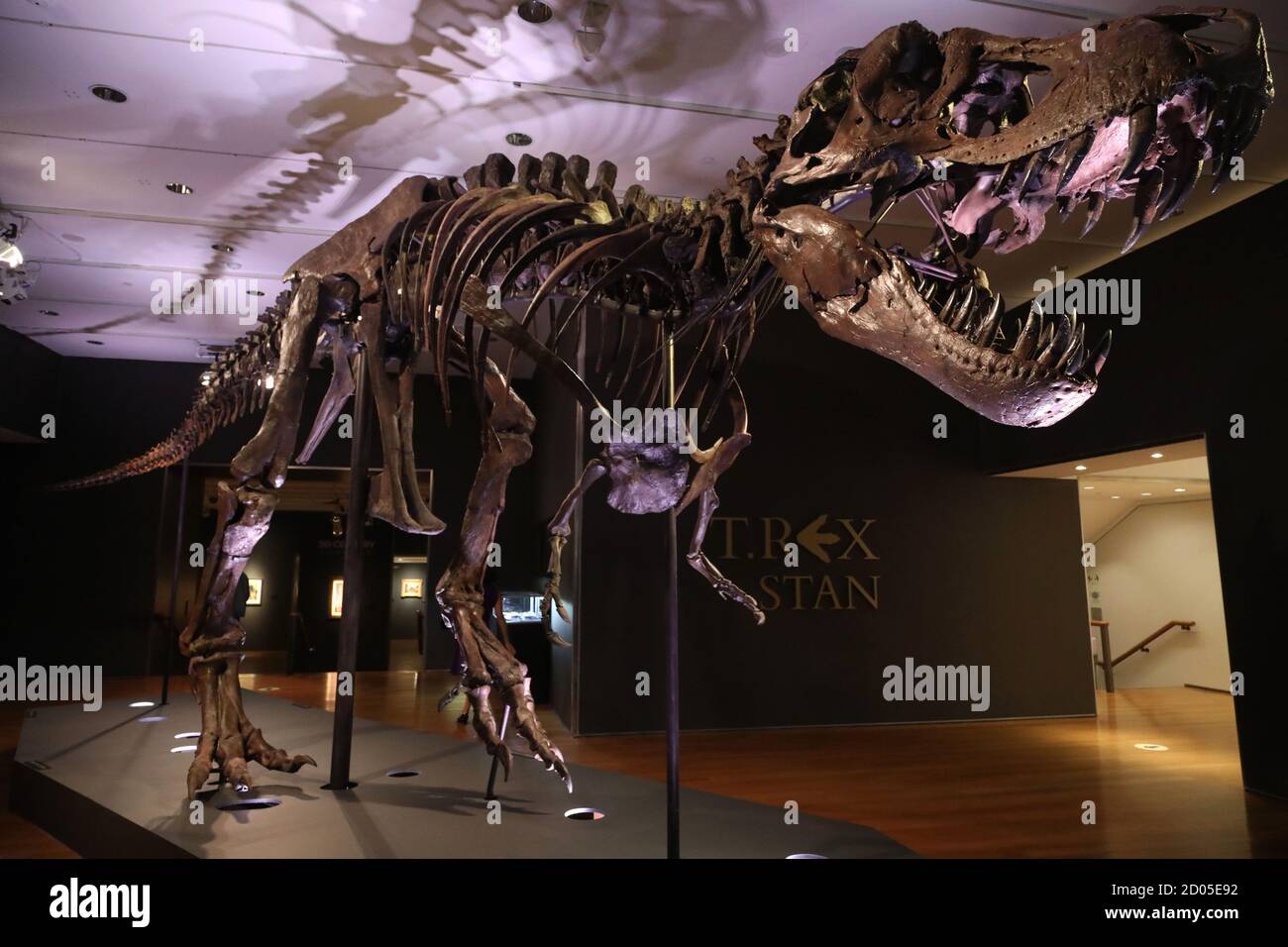 New York, New York, USA. 2nd Oct, 2020. A view of 'Stan the T.Rex' King ...