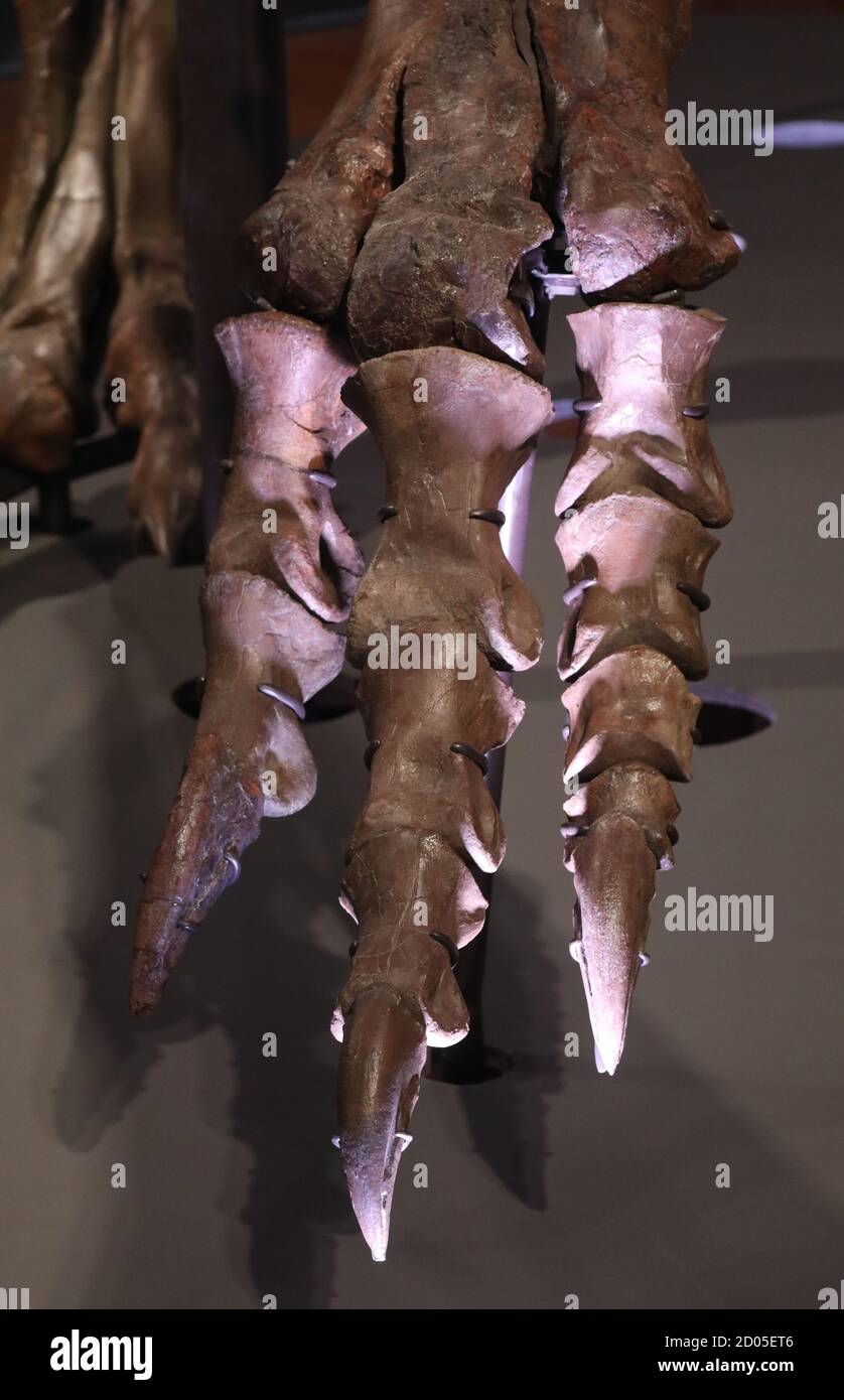 Tyrannosaurus rex skeleton stan hi-res stock photography and images - Alamy