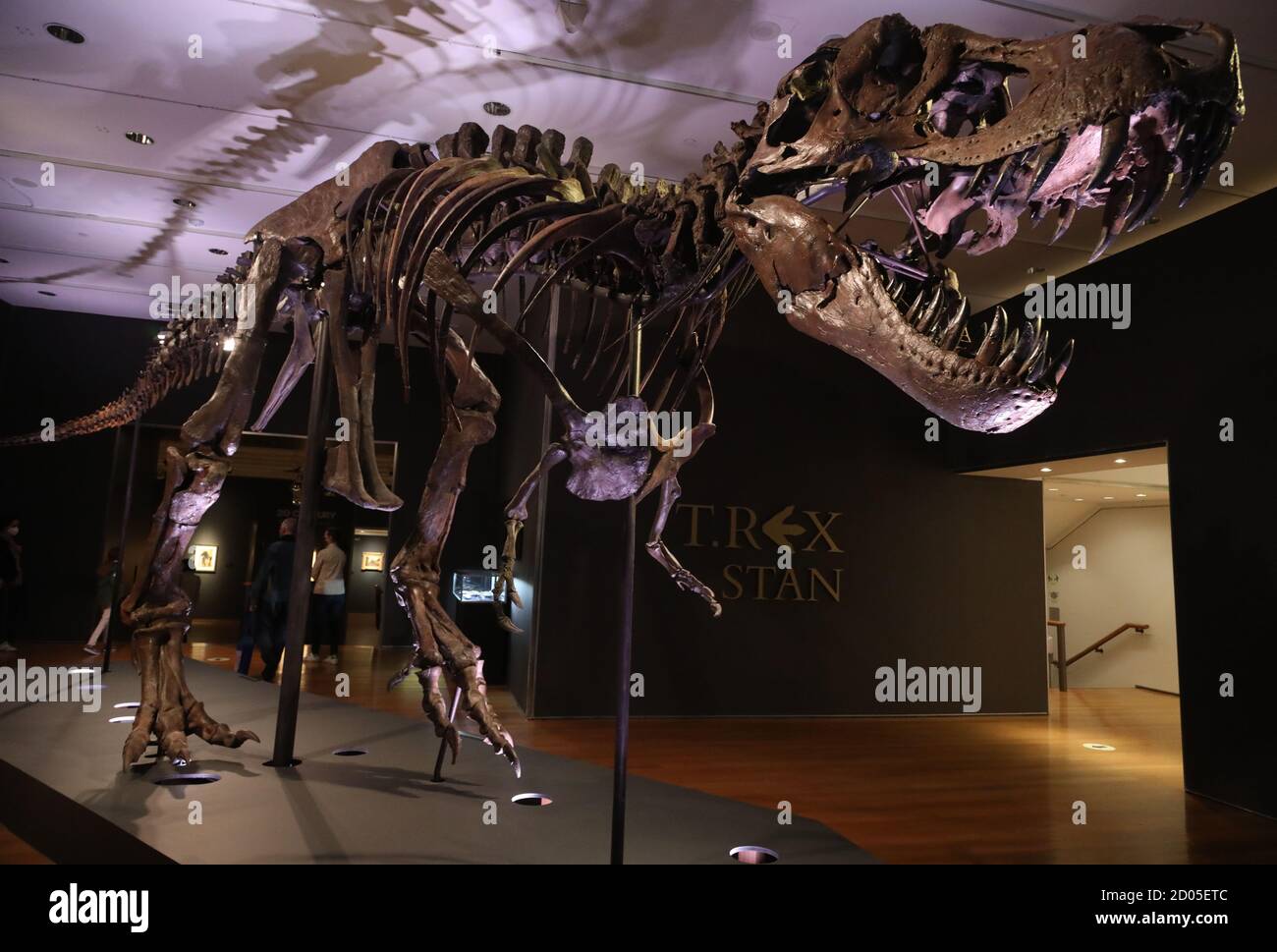 New York, New York, USA. 2nd Oct, 2020. A view of 'Stan the T.Rex' King ...