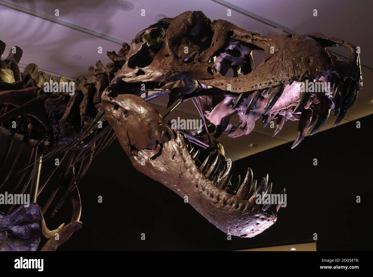 New York, New York, USA. 2nd Oct, 2020. A view of 'Stan the T.Rex' King ...