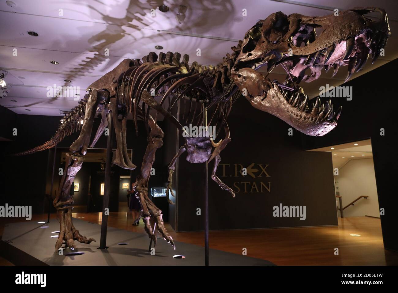 New York, New York, USA. 2nd Oct, 2020. A view of 'Stan the T.Rex' King ...