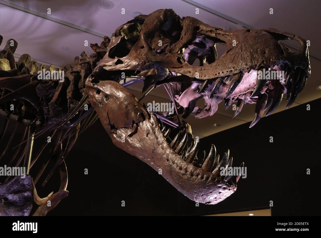 New York, New York, USA. 2nd Oct, 2020. A view of 'Stan the T.Rex' King ...