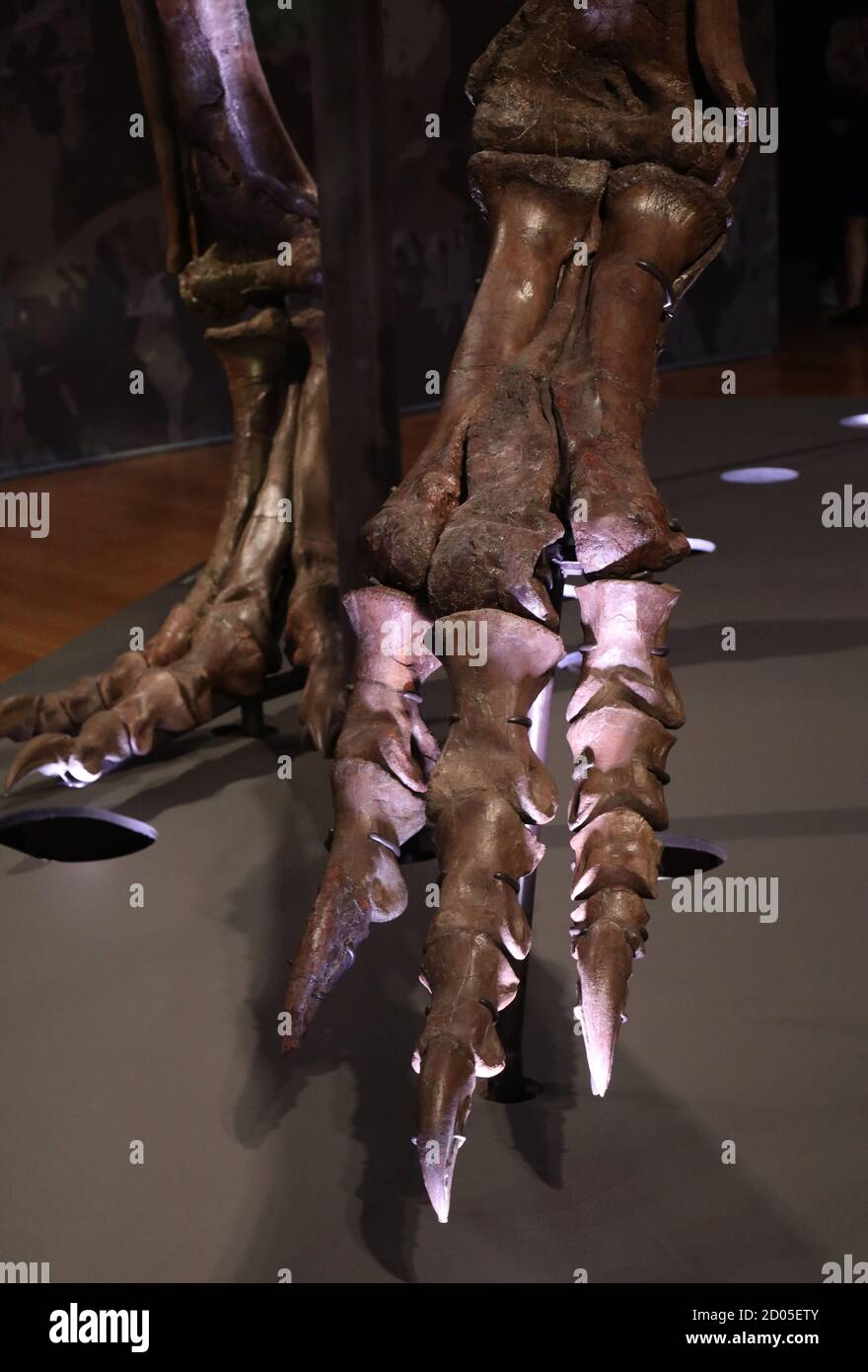 New York, New York, USA. 2nd Oct, 2020. A view of 'Stan the T.Rex' King ...