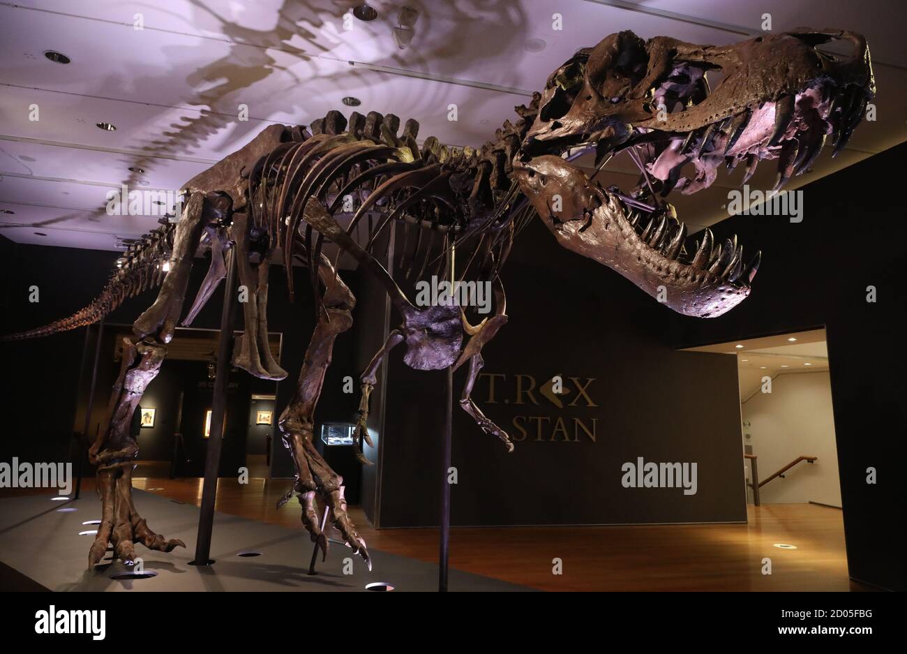New York, New York, USA. 2nd Oct, 2020. A view of 'Stan the T.Rex' King ...