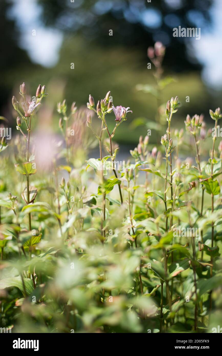 Japanese Toad Lily Orchid Tricyrtis Hirta Petite Small Fowers Stems ...