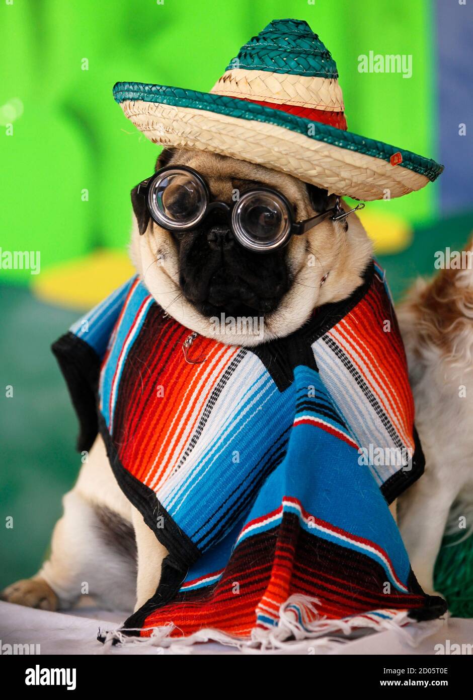 Sombrero pug hi-res stock photography and images - Alamy