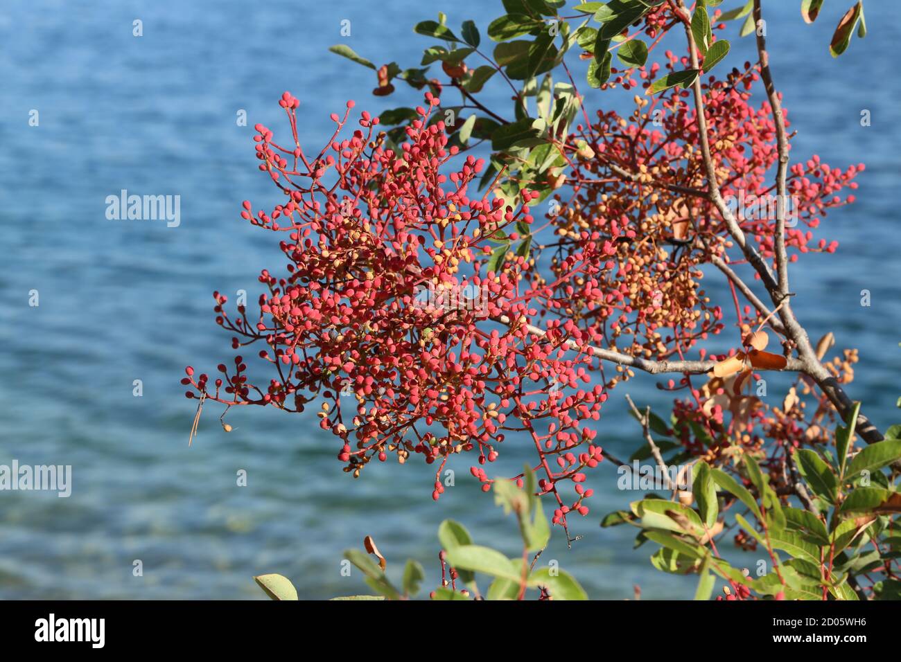 Selective focus shot of red berries ripening on branches of shrubs ...