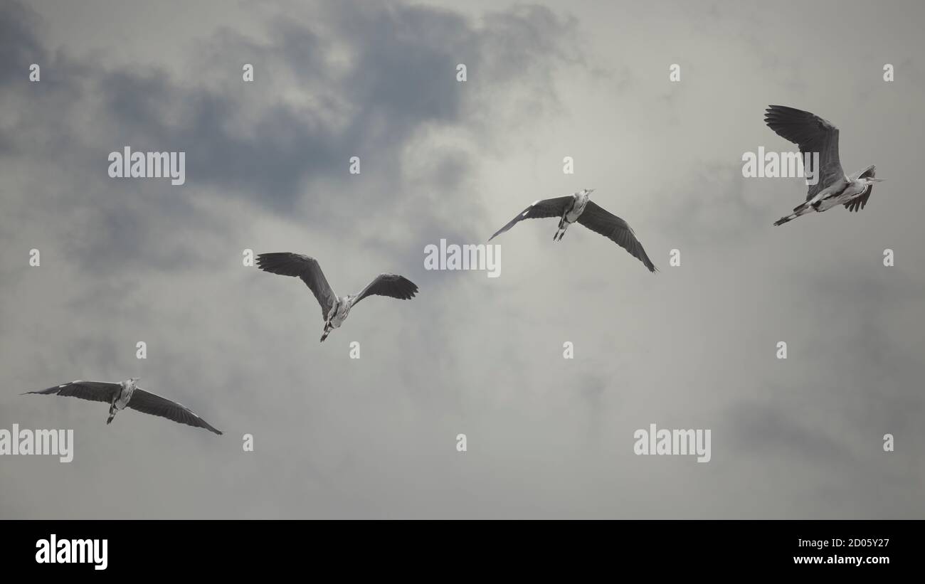 Flock of heron hi-res stock photography and images - Alamy