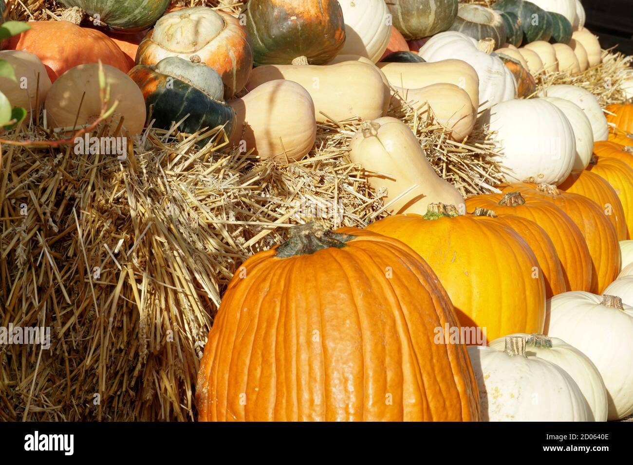 Various types of edible pumpkins or squashes arranged in rows on a farm ...