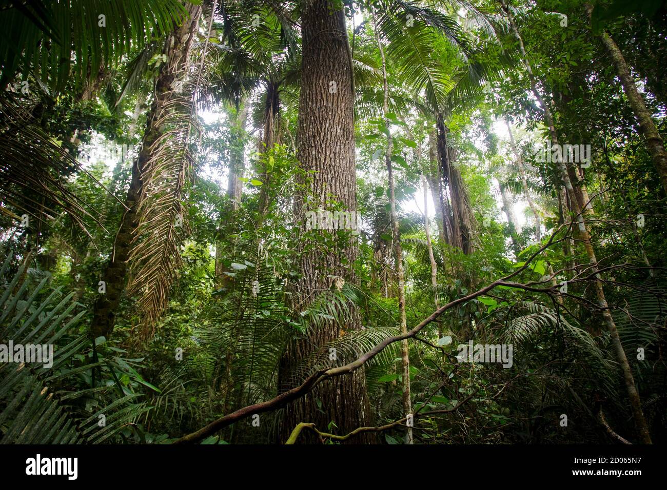 Amazon rubber plant hi-res stock photography and images - Alamy