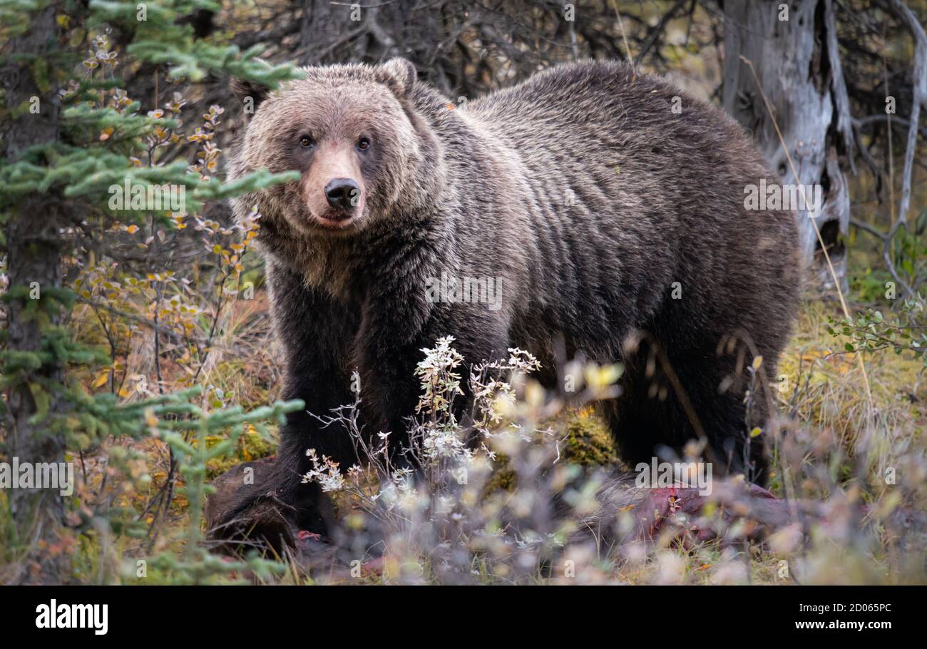 Grizzly bears on a moose carcass Stock Photo - Alamy