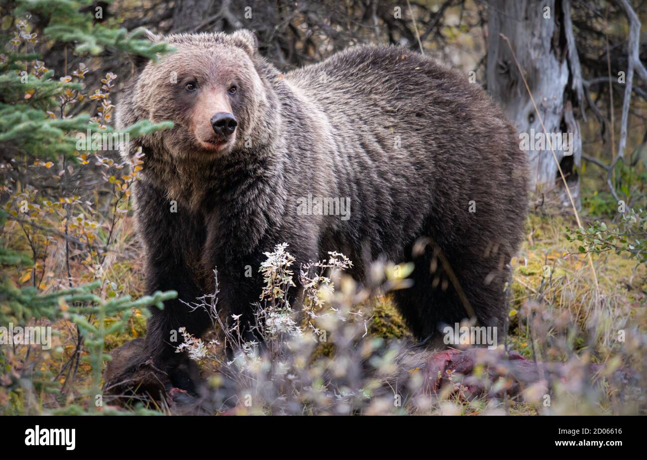 Grizzly bears on a moose carcass Stock Photo - Alamy