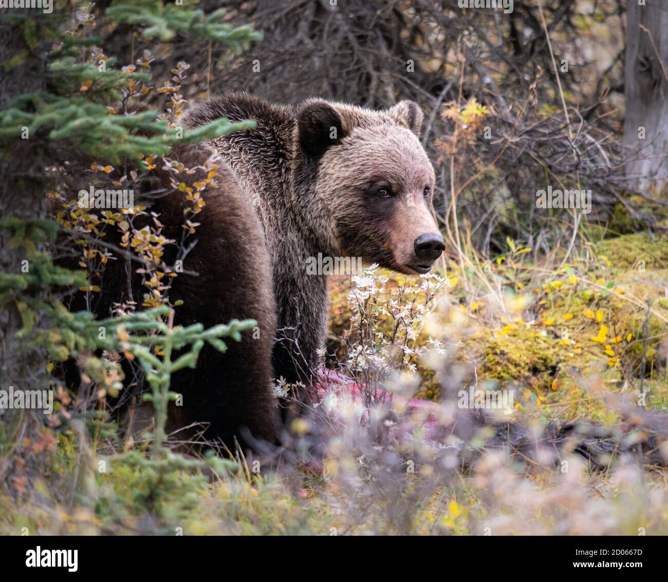 Grizzly bears on a moose carcass Stock Photo - Alamy