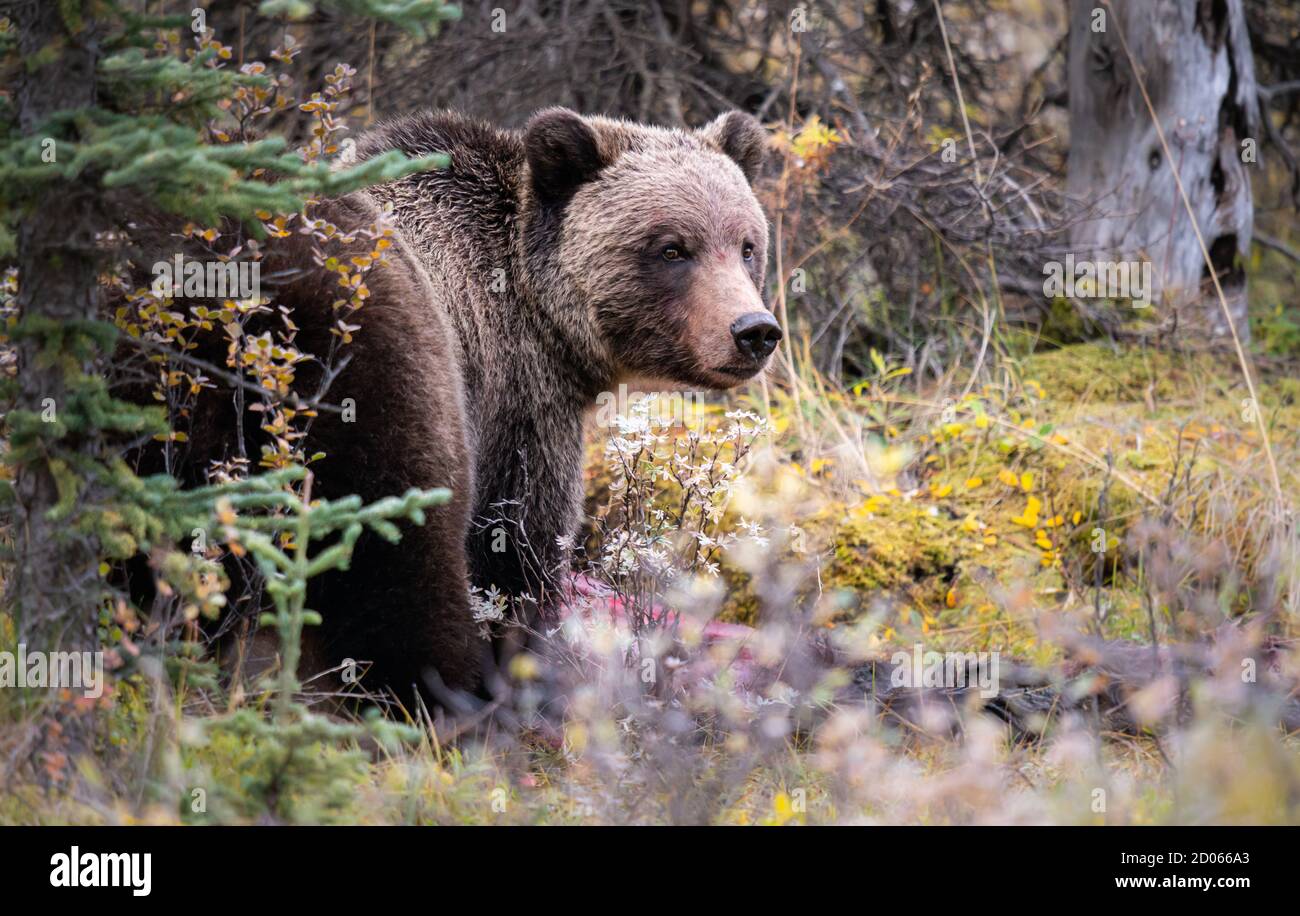 Grizzly bears on a moose carcass Stock Photo - Alamy