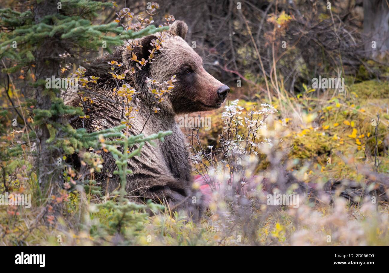Grizzly bears on a moose carcass Stock Photo - Alamy