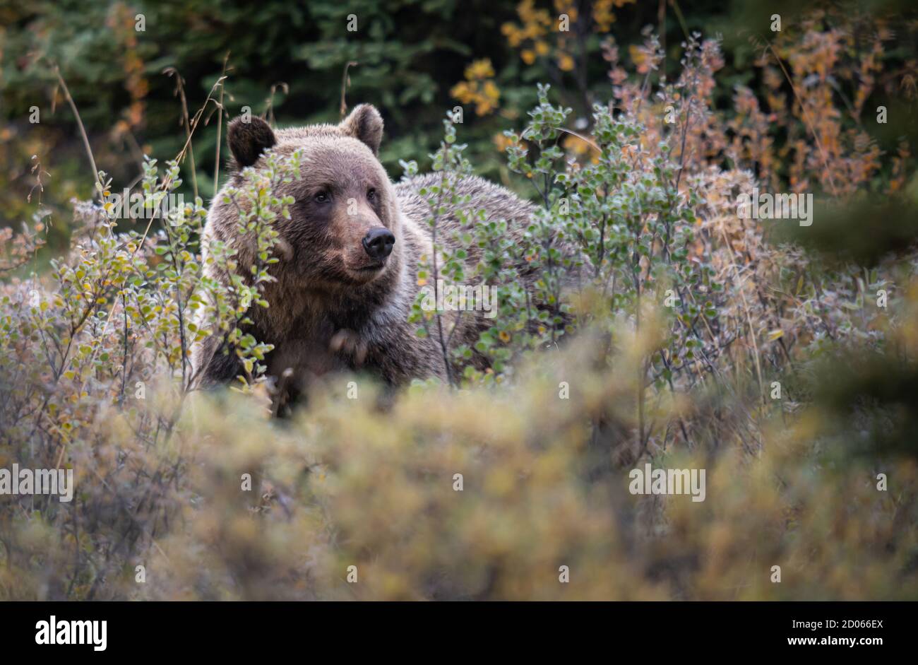 Grizzly bears on a moose carcass Stock Photo - Alamy