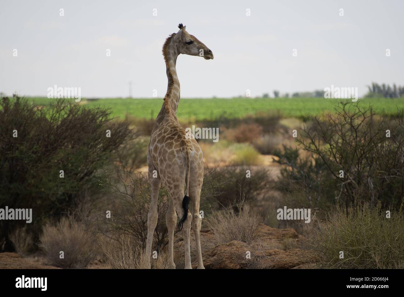 Closeup portrait of a long-necked giraffe in a South African savannah ...