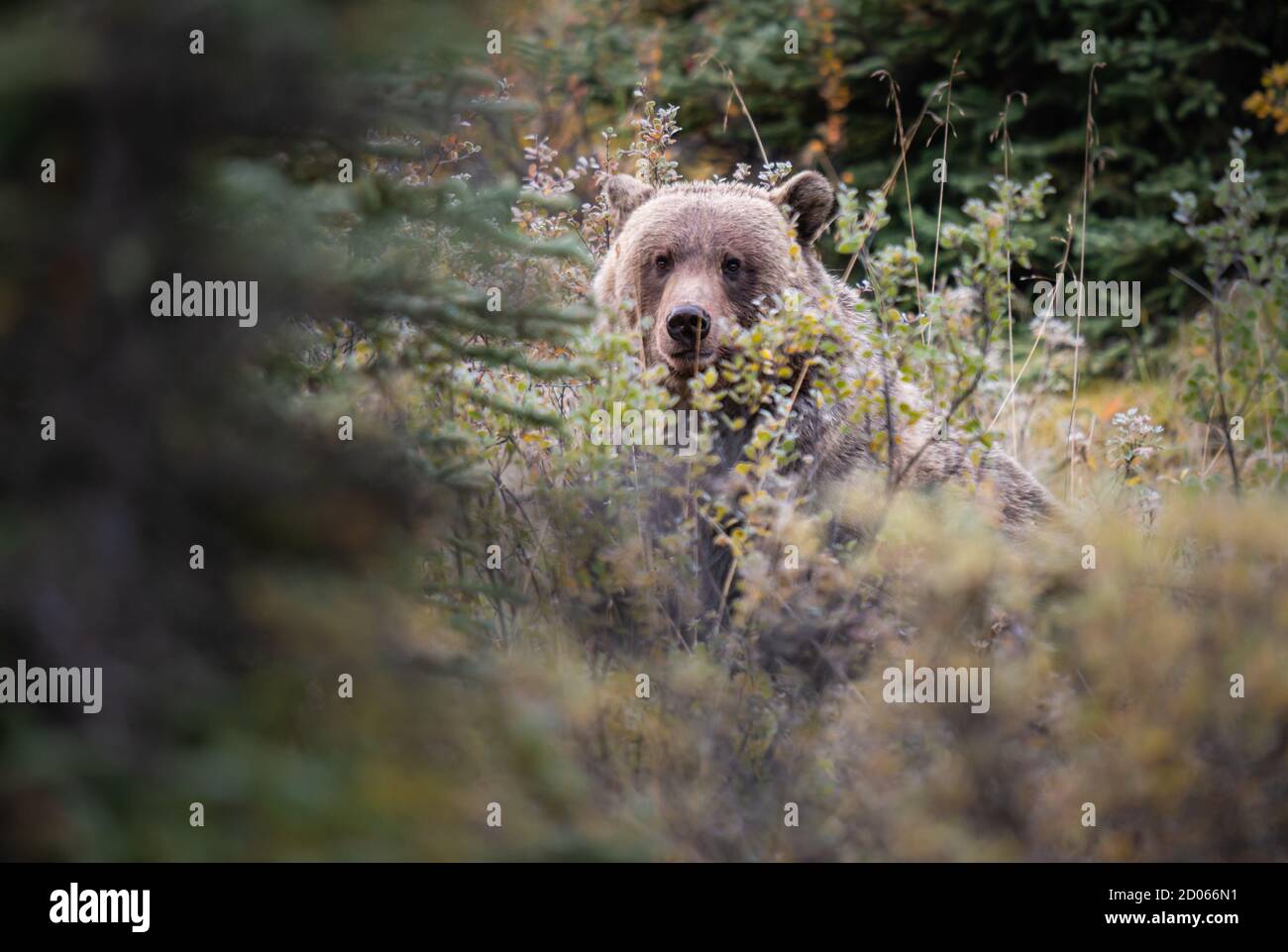 Grizzly bears on a moose carcass Stock Photo - Alamy