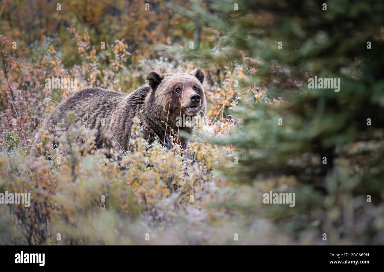 Grizzly bears on a moose carcass Stock Photo - Alamy