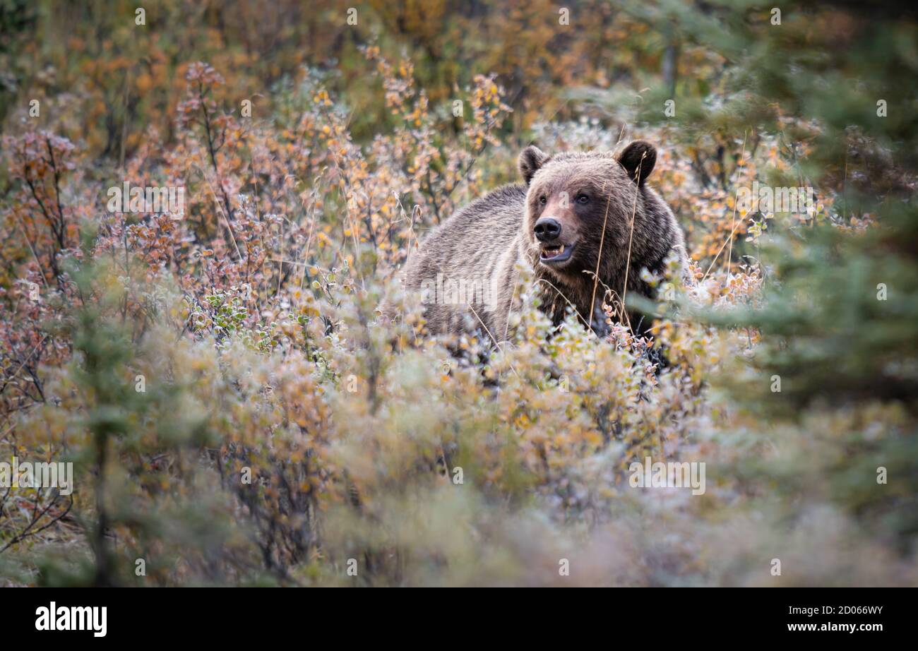 Grizzly bears on a moose carcass Stock Photo - Alamy