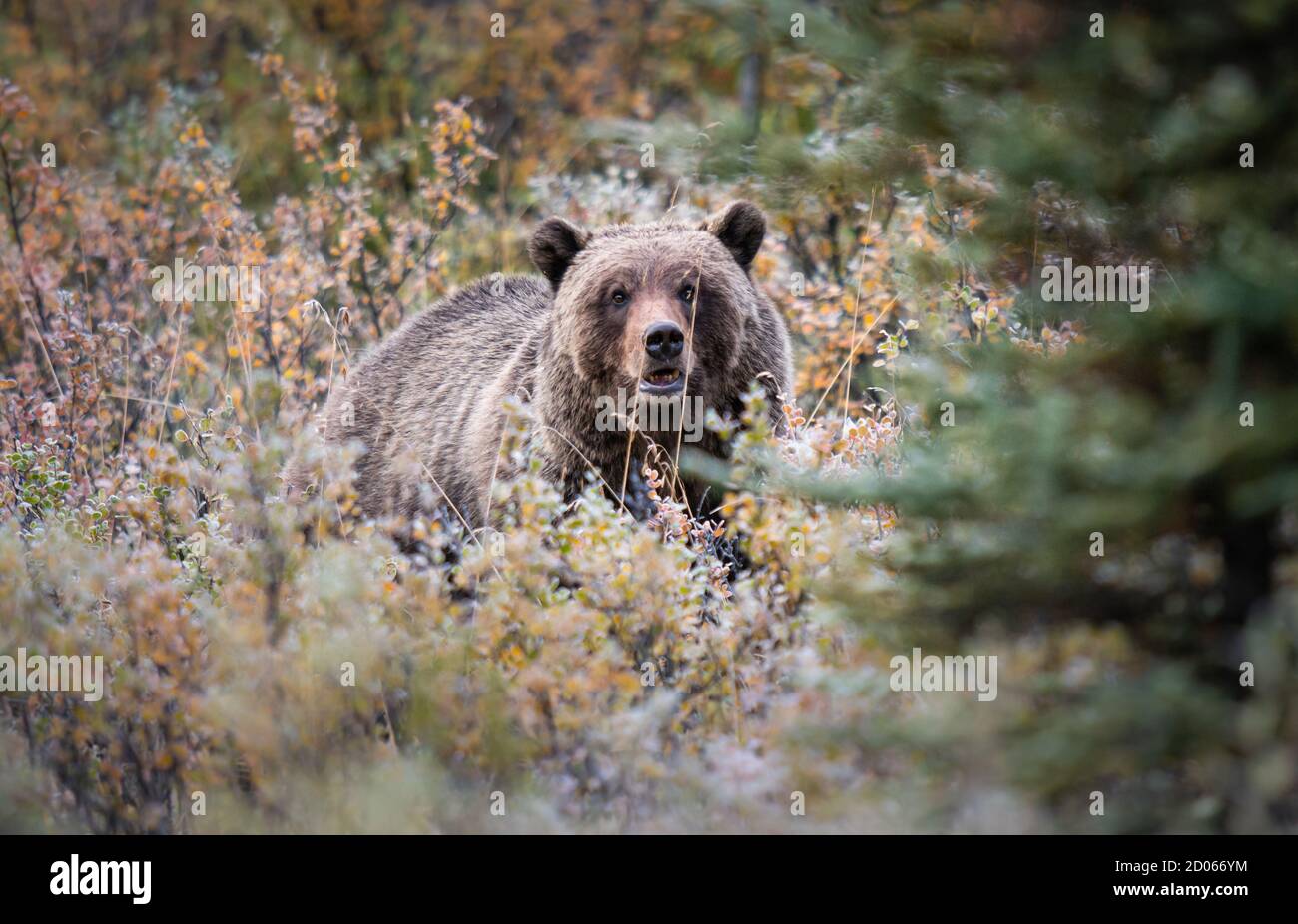 Grizzly bears on a moose carcass Stock Photo - Alamy