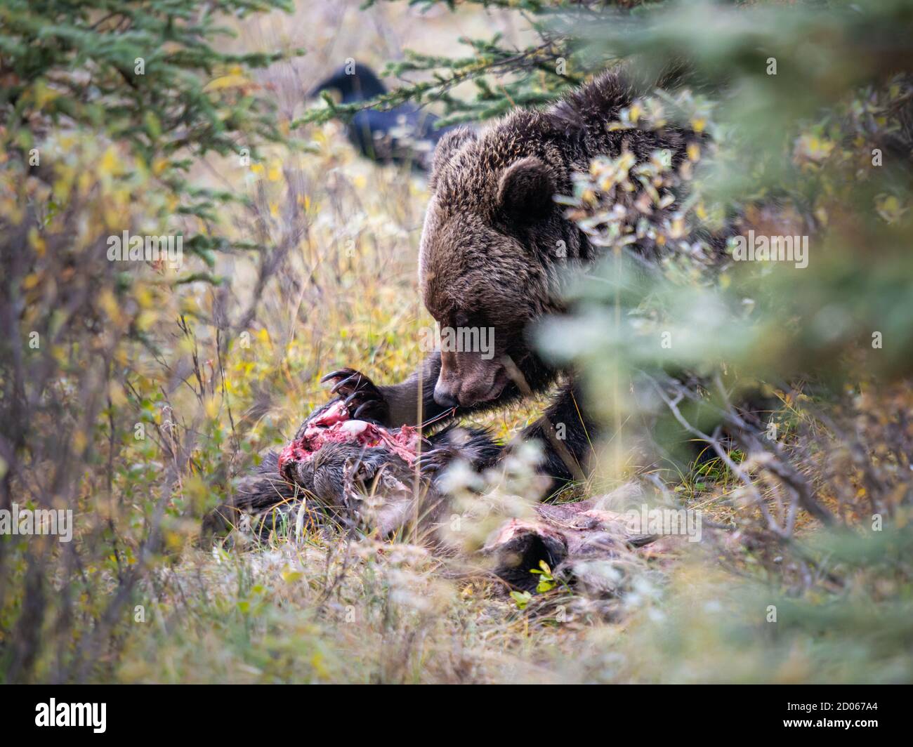 Grizzly bears on a moose carcass Stock Photo - Alamy