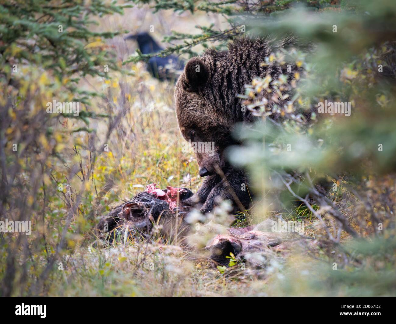 Grizzly bears on a moose carcass Stock Photo - Alamy