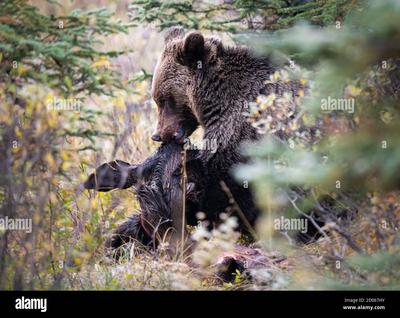 Grizzly bears on a moose carcass Stock Photo - Alamy