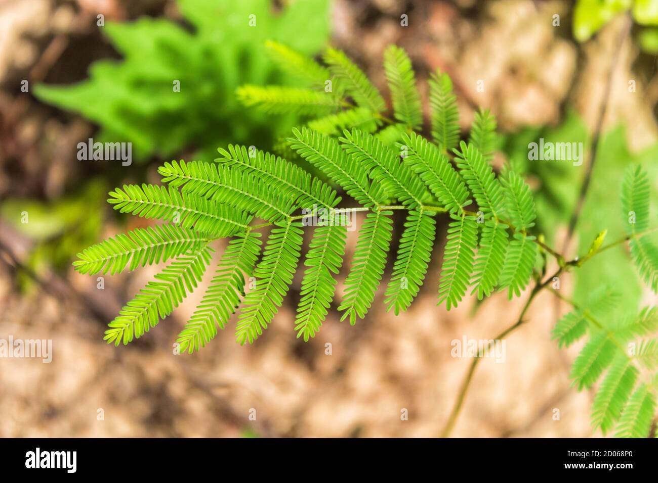 bright green leaf acacia tree in the jungles of Malaysia Stock Photo ...