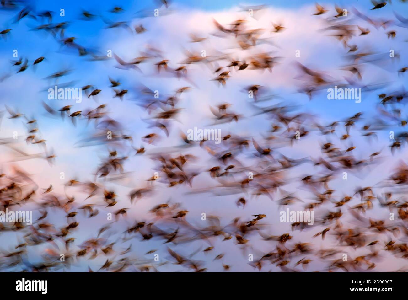 Flying birds. Abstract nature background. Motion blur background Stock ...
