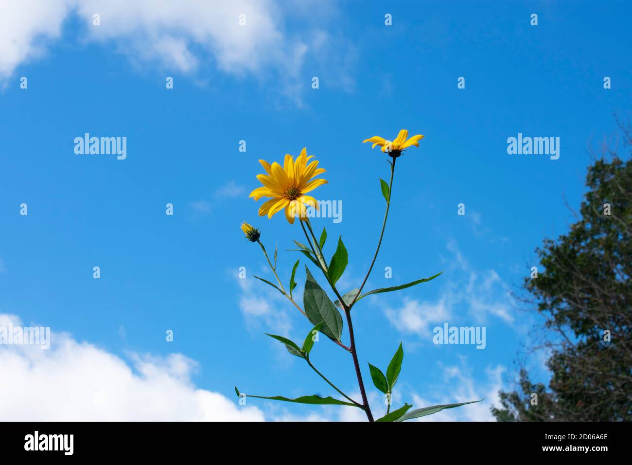 Yellow flowers of the Jerusalem Artichoke, or Sunchoke, tuberous plant ...