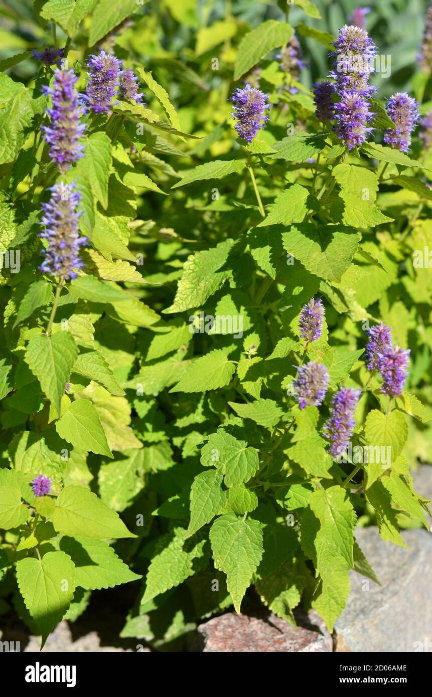 Agastache foeniculum or Fragrant giant hyssop - species of perennial ...