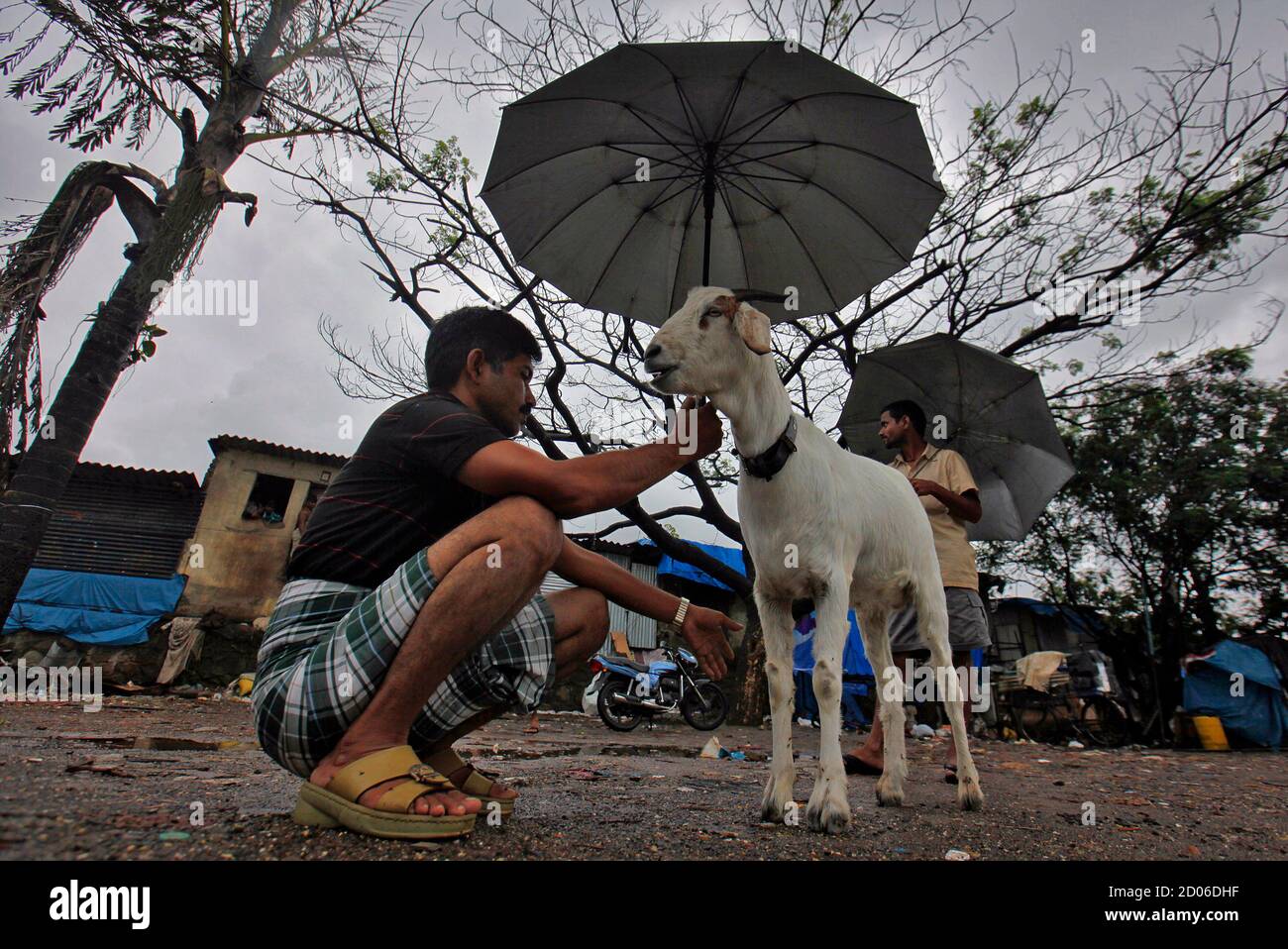 Monsoon wildlife hi-res stock photography and images - Alamy