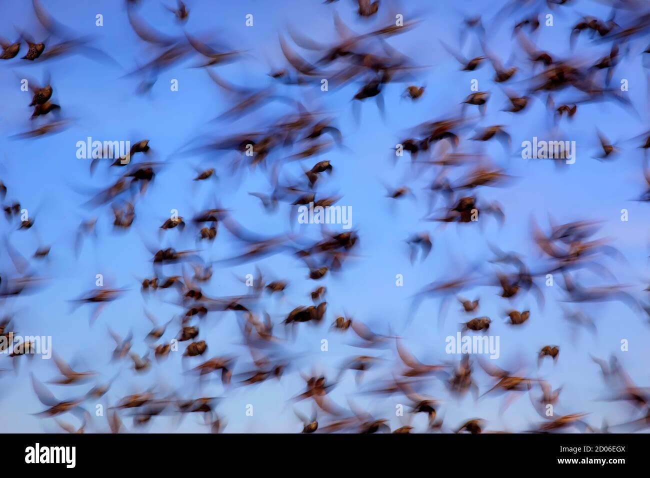 Flying birds. Abstract nature background. Motion blur background Stock ...