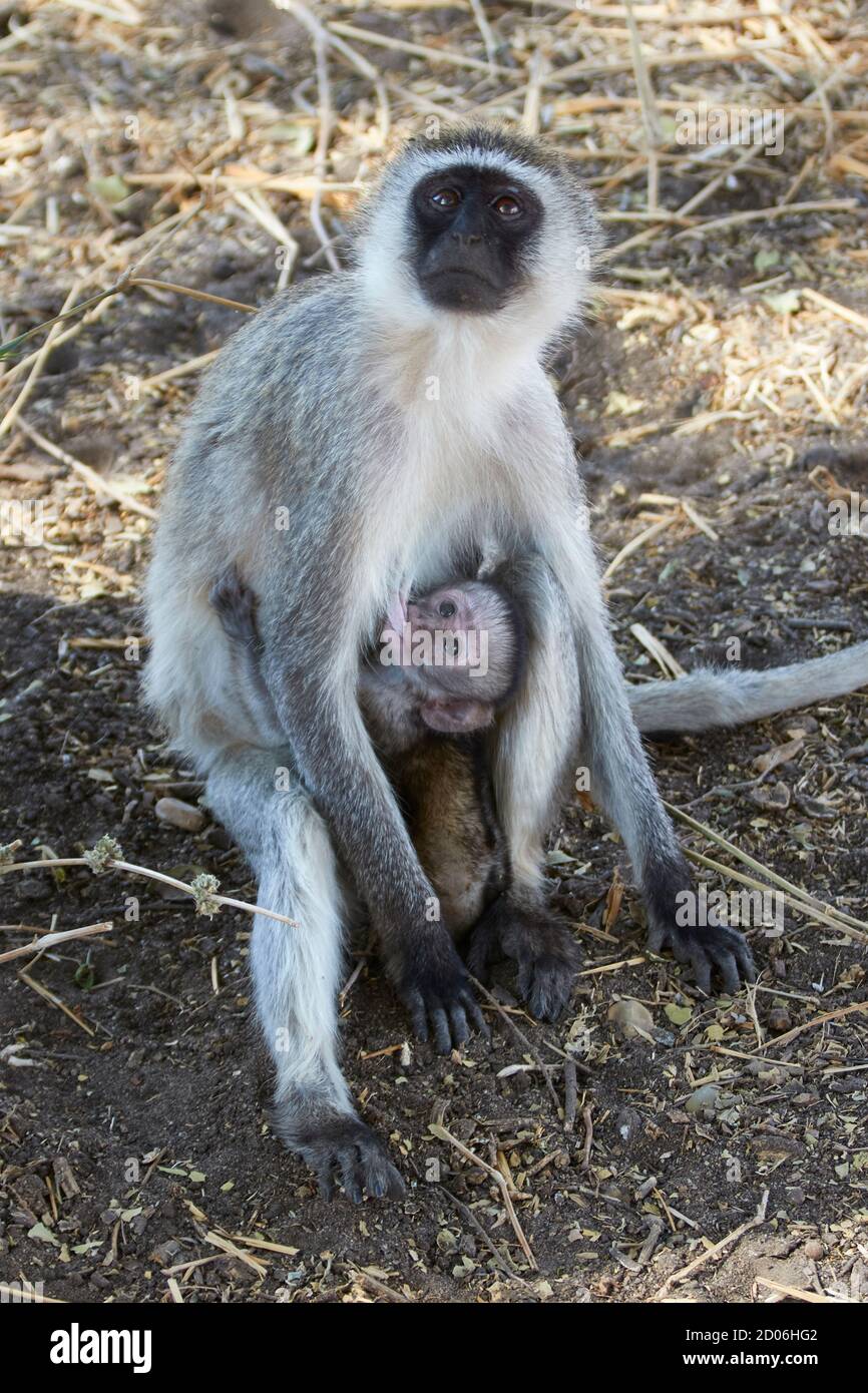 A vervet monkey female mom nursing her baby child. Serengeti National ...