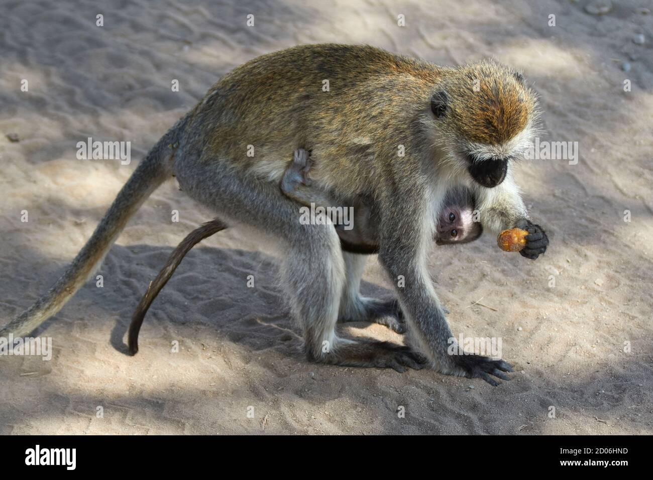 A vervet monkey female mom carrying her baby child with a piece of food ...