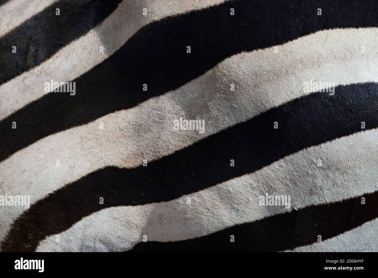Striped black and white texture of zebra skin. Serengeti National Park ...