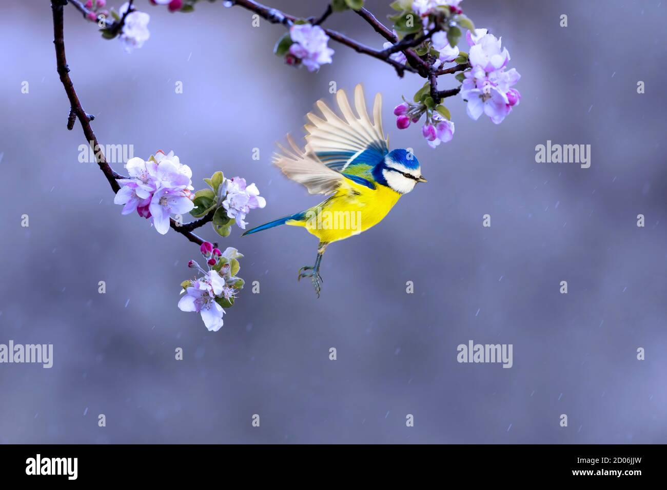 Spring and birds. Nature background Stock Photo - Alamy